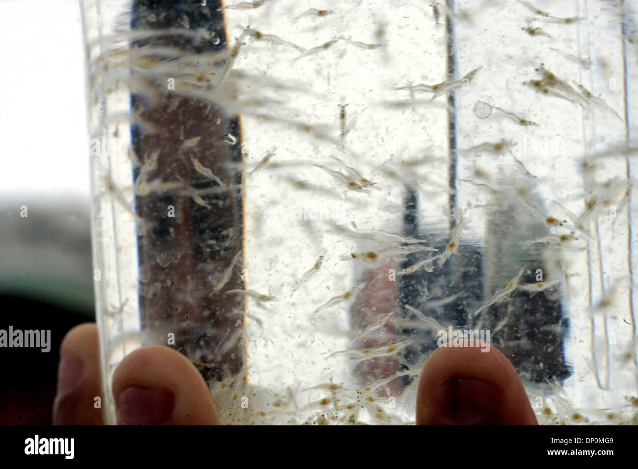 Shrimp hatchery hi-res stock photography and images - Alamy