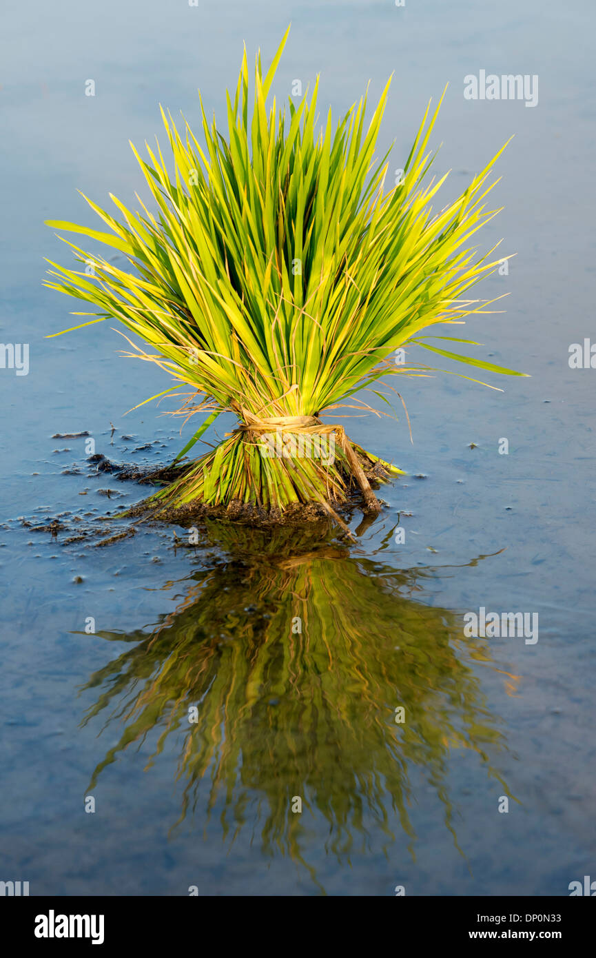 Planting out new rice plants in a paddy field. Andhra Pradesh, India ...