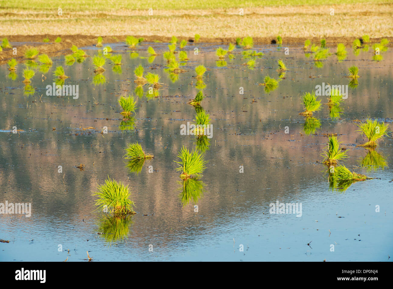 Planting out new rice plants in a paddy field. Andhra Pradesh, India ...