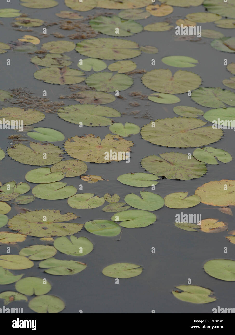 Mar 31, 2006; Chennai, Tamil Nadu, INDIA; Lilly pads in Kerla India ...