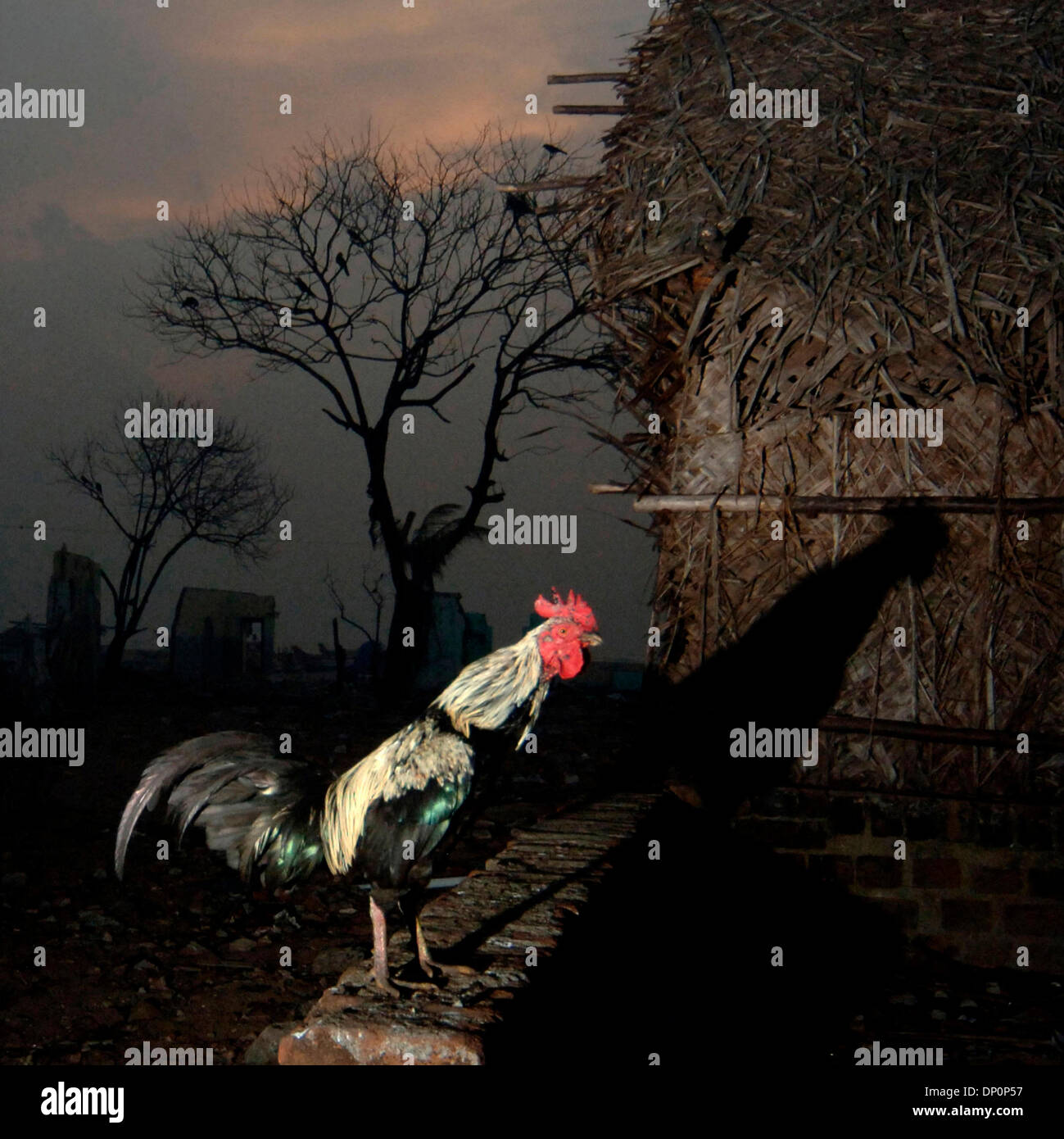 Mar 31, 2006; Chennai, Tamil Nadu, INDIA; Local Indian rooster waking ...