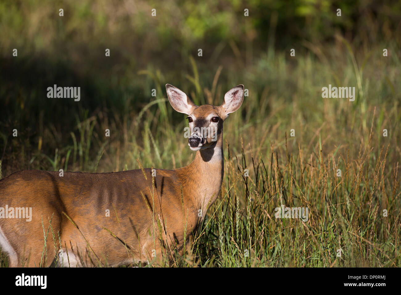 Old doe hi-res stock photography and images - Alamy