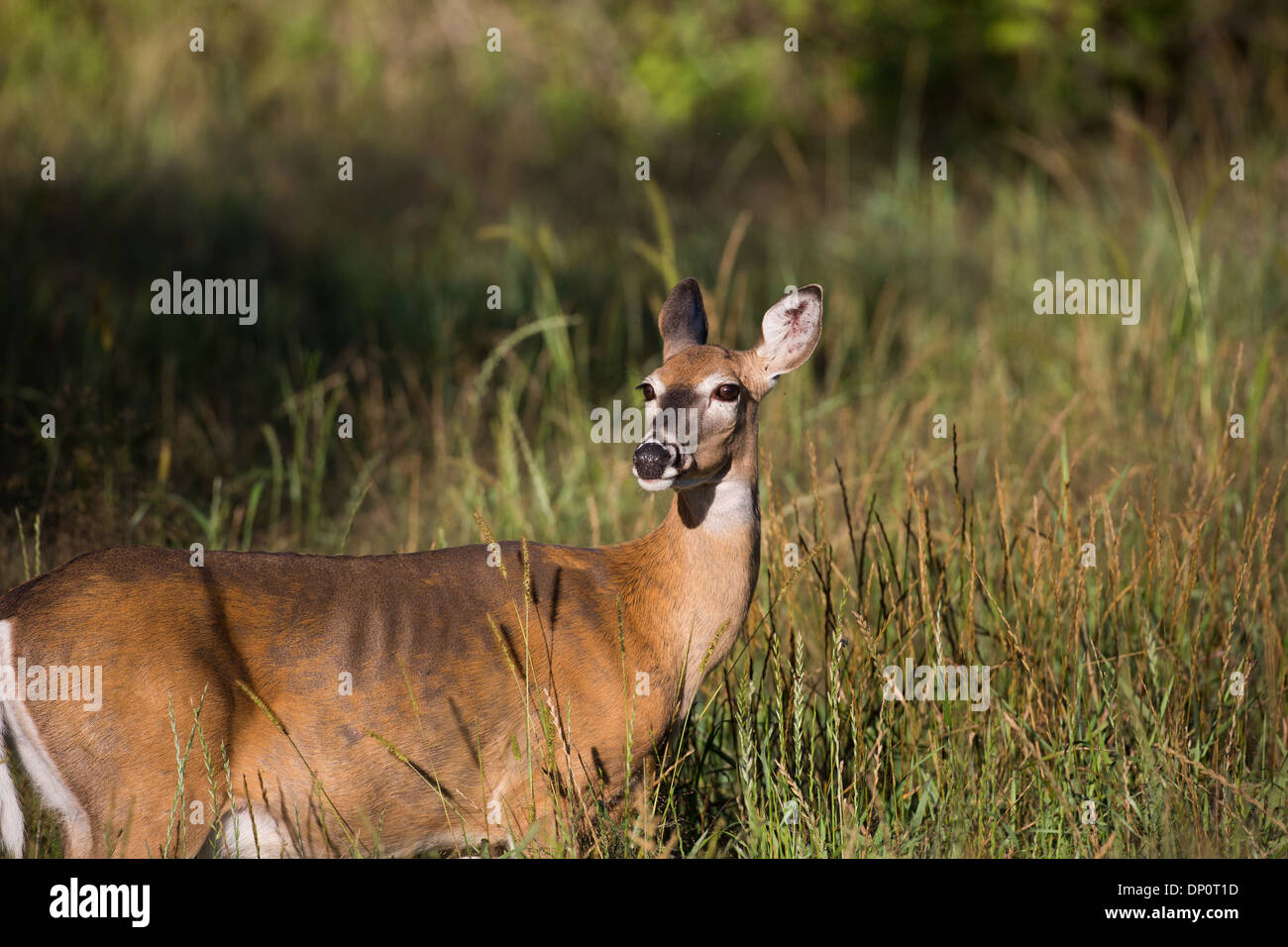 White-tailed doe in an autumn field Stock Photo - Alamy