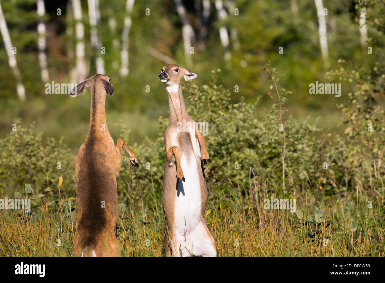Deer on hind legs hi-res stock photography and images - Alamy