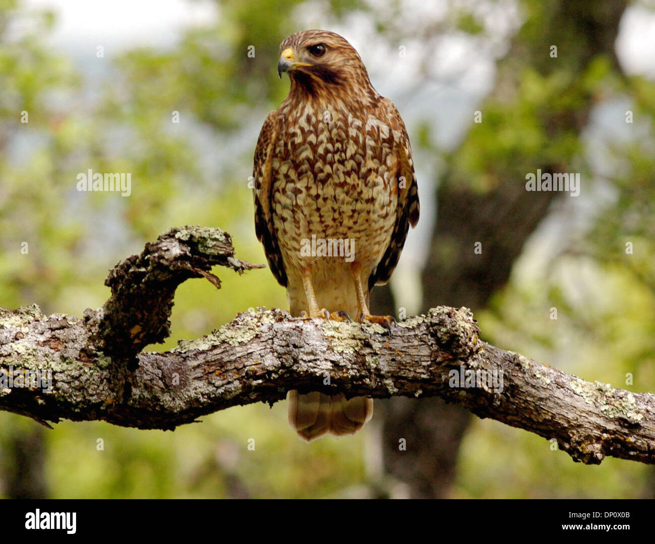 Red shouldered hawk tree limb hi-res stock photography and images - Alamy