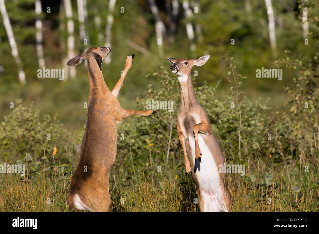 Deer on hind legs hi-res stock photography and images - Alamy