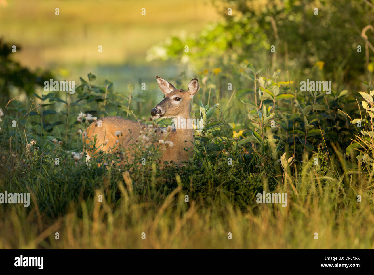 White-tailed doe in an autumn field Stock Photo - Alamy
