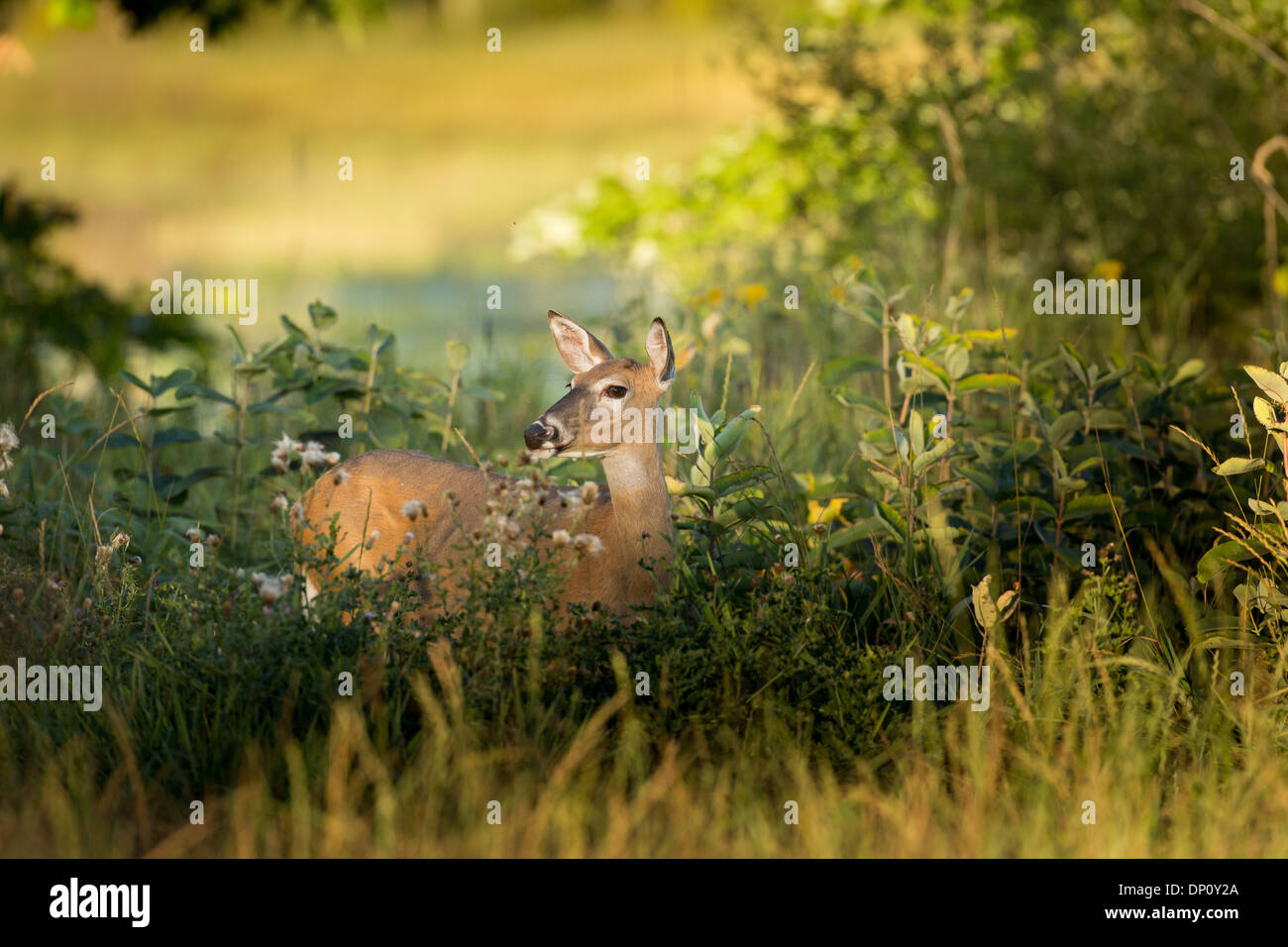 Whitetail deer doe looking back hi-res stock photography and images - Alamy