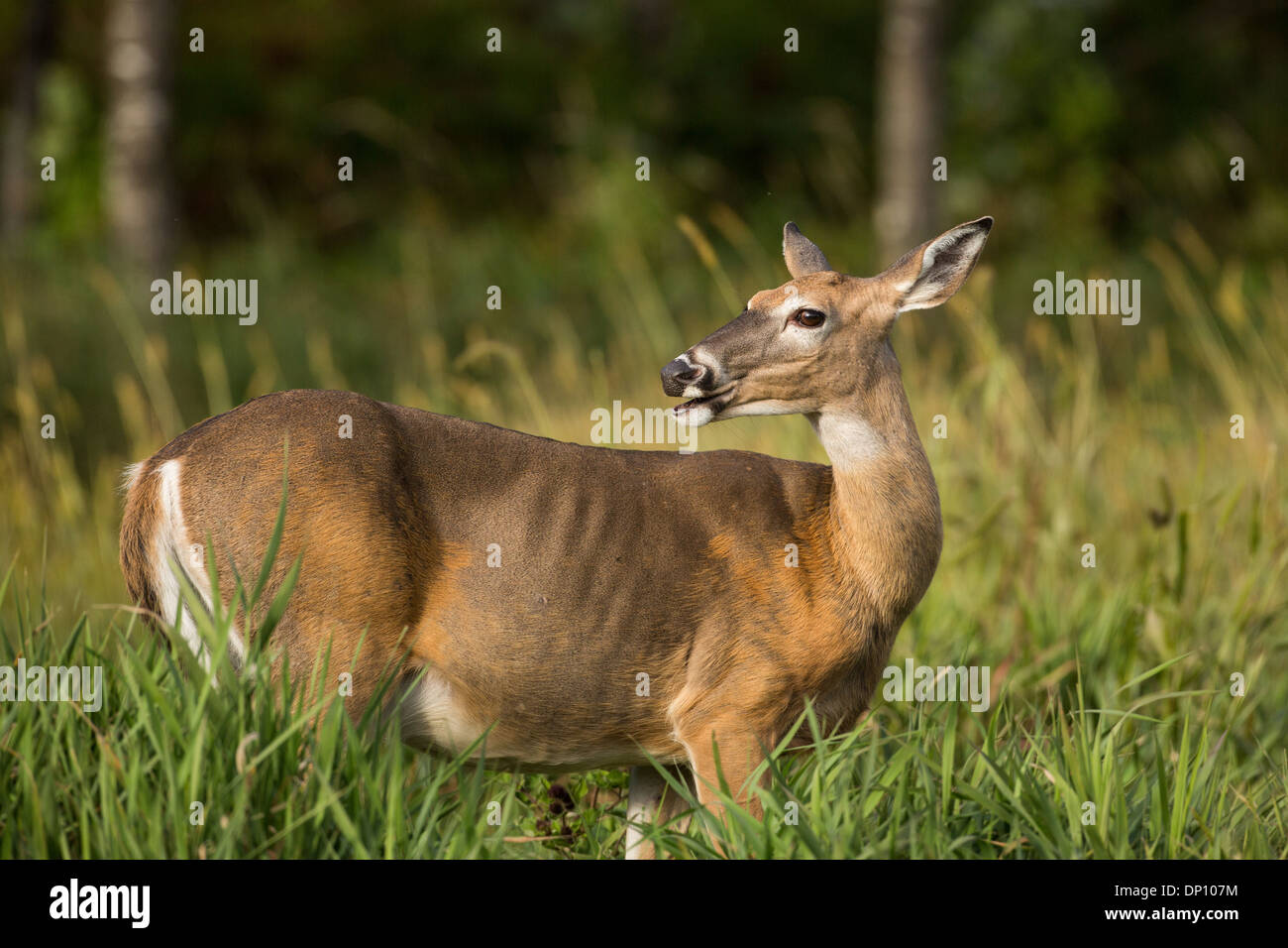 White-tailed doe in an autumn field Stock Photo - Alamy