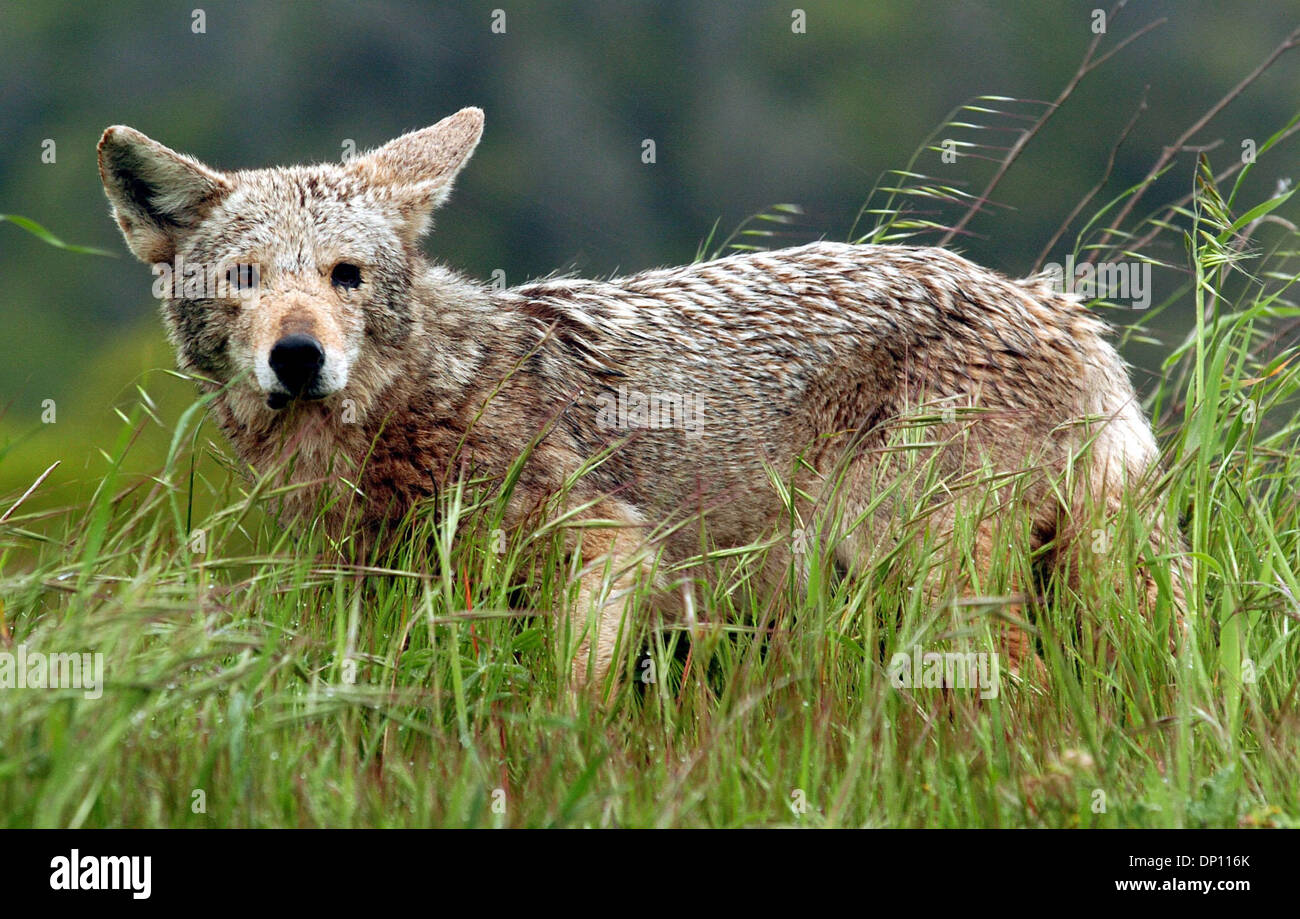 Rodents carrion hi-res stock photography and images - Alamy