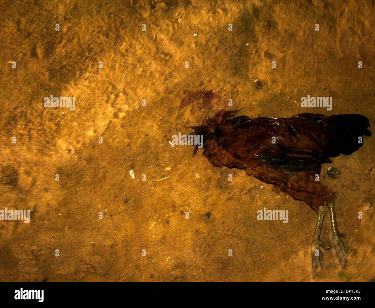 Apr 14, 2006; Chennai, Tamil Nadu, INDIA; A live chickens head was ...