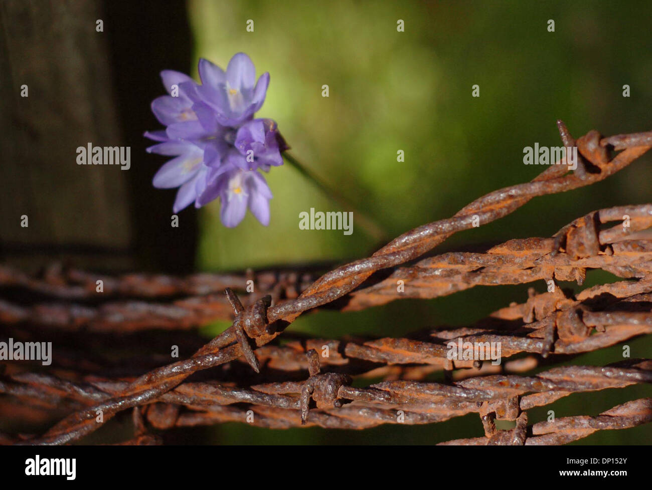 Apr 19, 2006; Mt. Diablo, CA, USA; A wild flower glows in the early ...