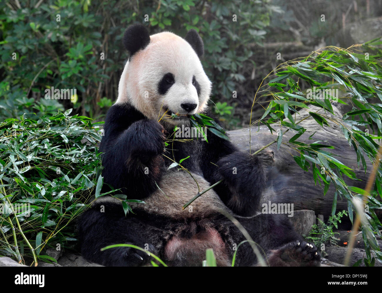 Taipei, China's Taiwan. 7th Jan, 2014. Giant panda "Tuan Tuan" eats ...