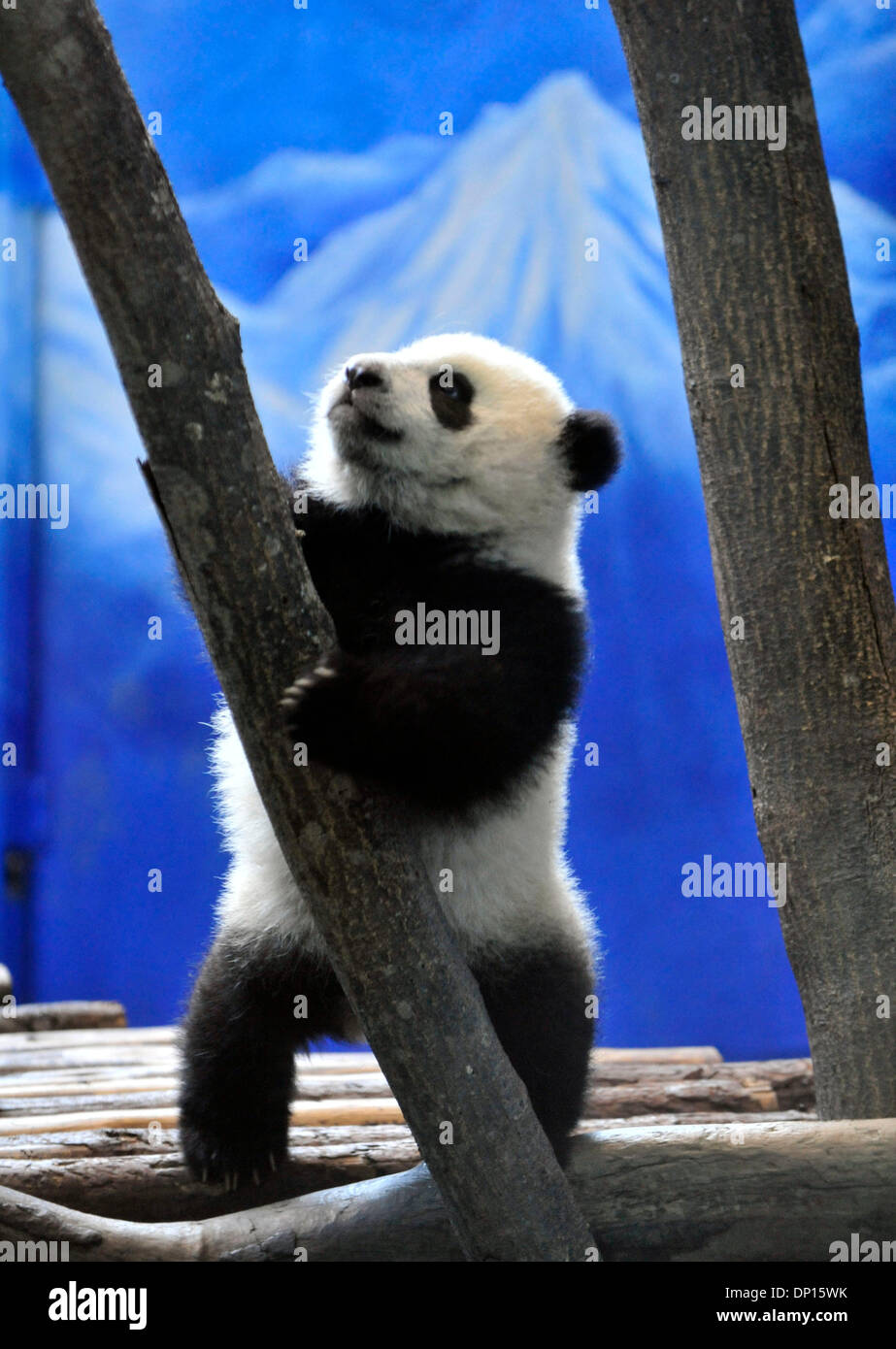 Taipei, China's Taiwan. 7th Jan, 2014. Giant panda cub "Yuan Zai" plays ...