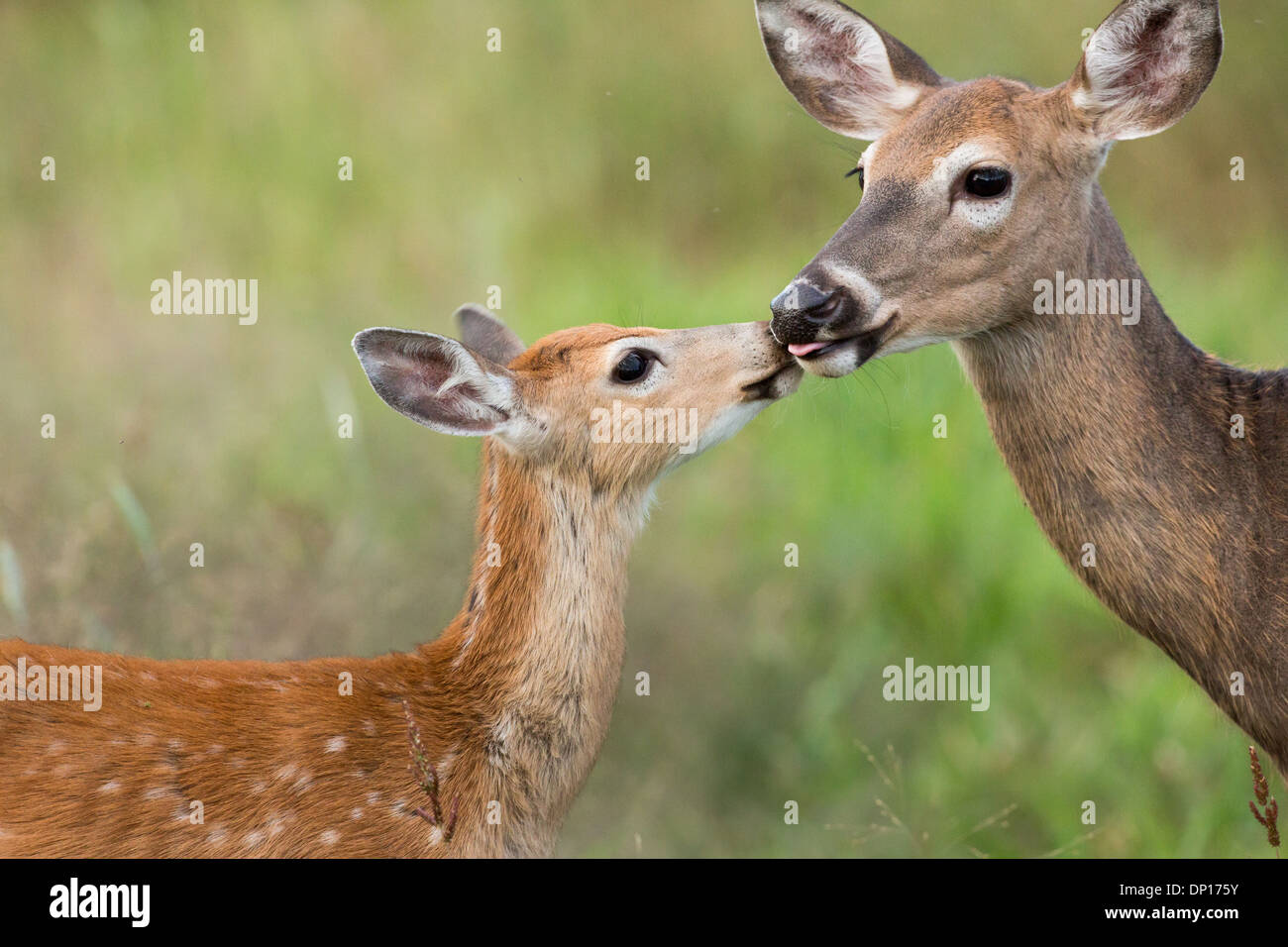 Touch Noses High Resolution Stock Photography and Images - Alamy