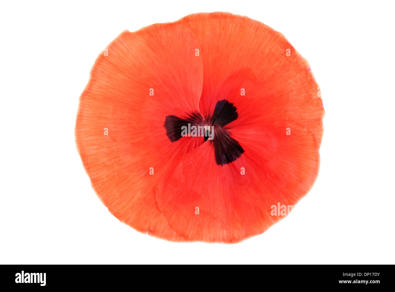 Beautiful red poppy leaf isolated on white background Stock Photo - Alamy