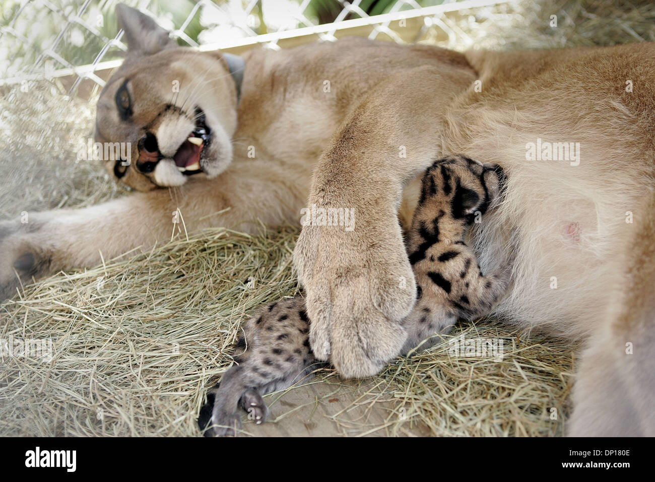 Florida Panther Cubs High Resolution Stock Photography and Images - Alamy
