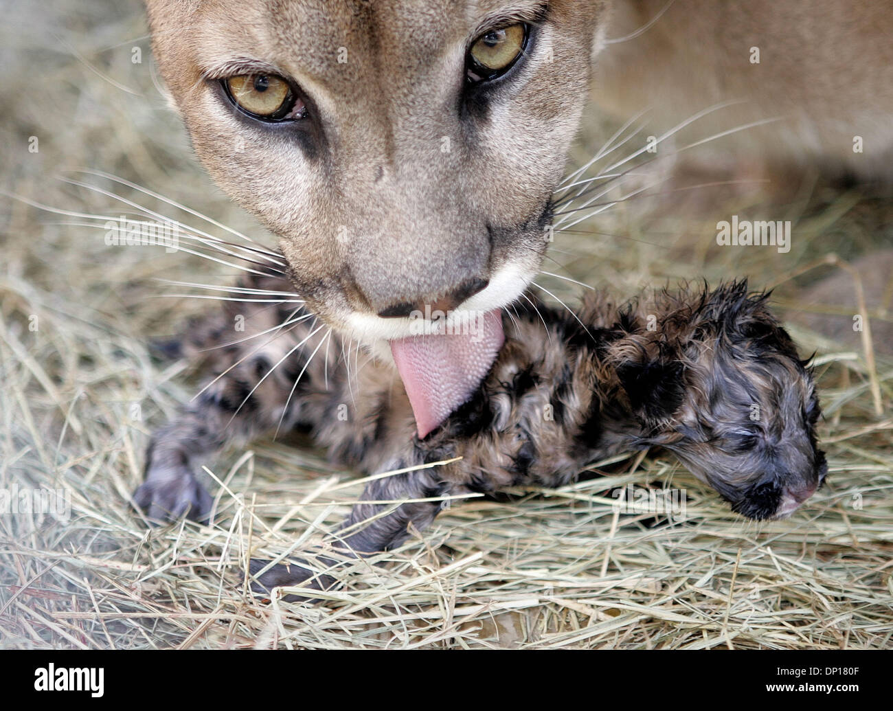 Cubs 2006 hi-res stock photography and images - Alamy