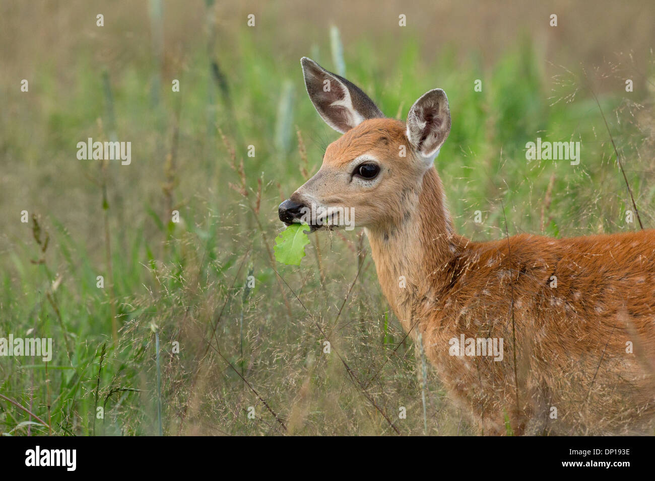 White-tailed fawn feeding in an autumn meadow Stock Photo - Alamy