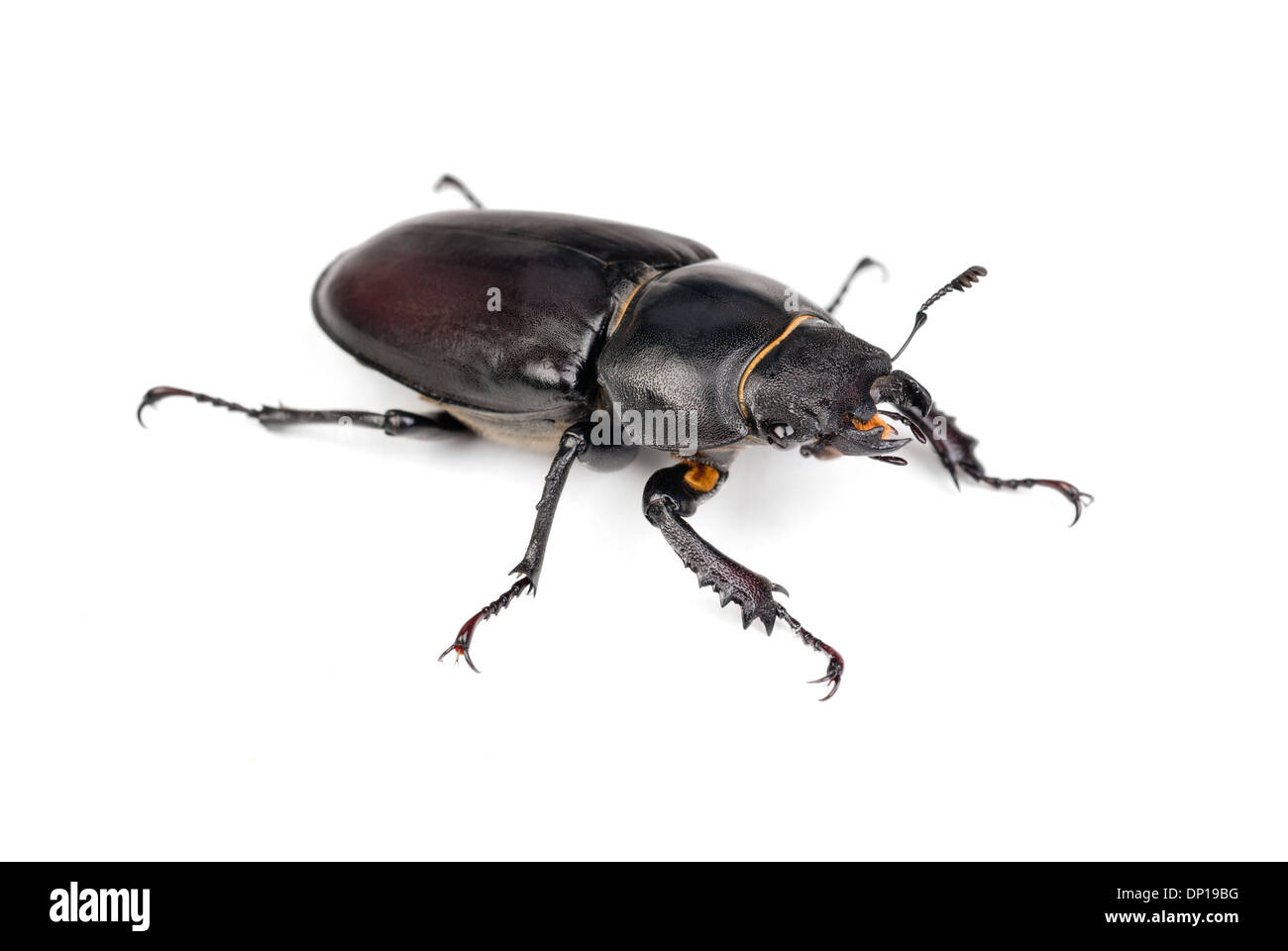 Female Lucanus cervus (stag beetle) isolated on the white background ...