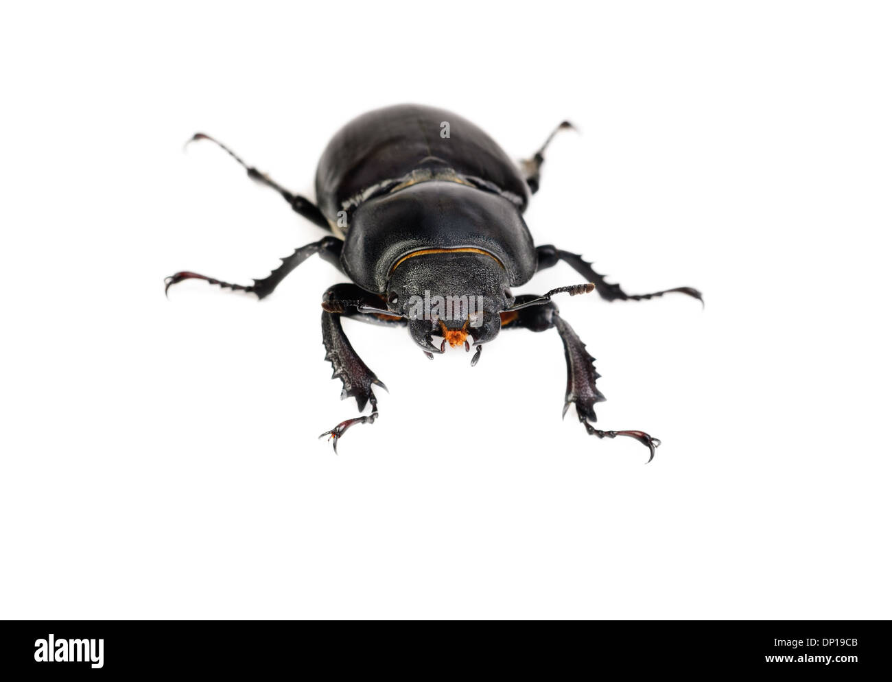Female Lucanus cervus (stag beetle) isolated on the white background ...
