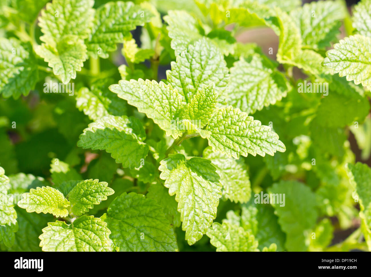 Peppermint plant in the sunny day Stock Photo - Alamy