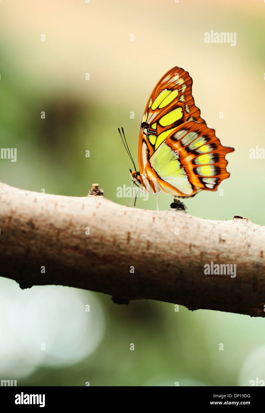 Red lacewing butterfly (lat. Cethosia biblis) resting on branch Stock ...