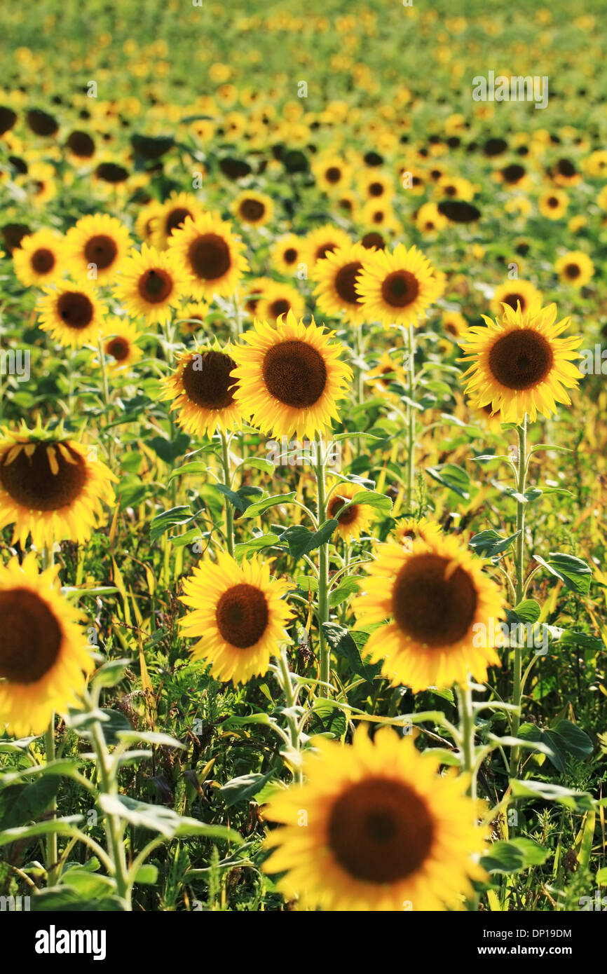 A beautiful sunflower field with lots of sunflowers Stock Photo - Alamy