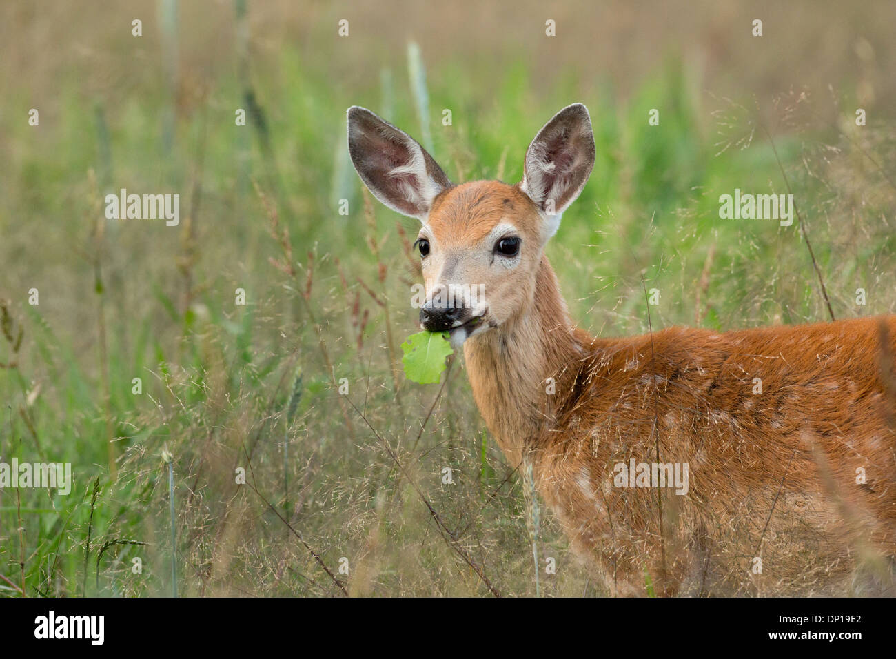 White-tailed fawn feeding in an autumn meadow Stock Photo - Alamy