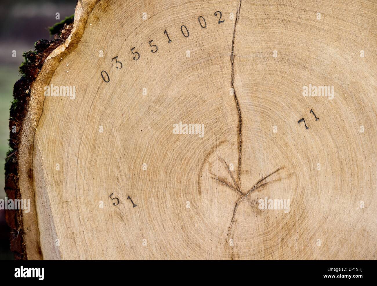 150 year old live oak hi-res stock photography and images - Alamy