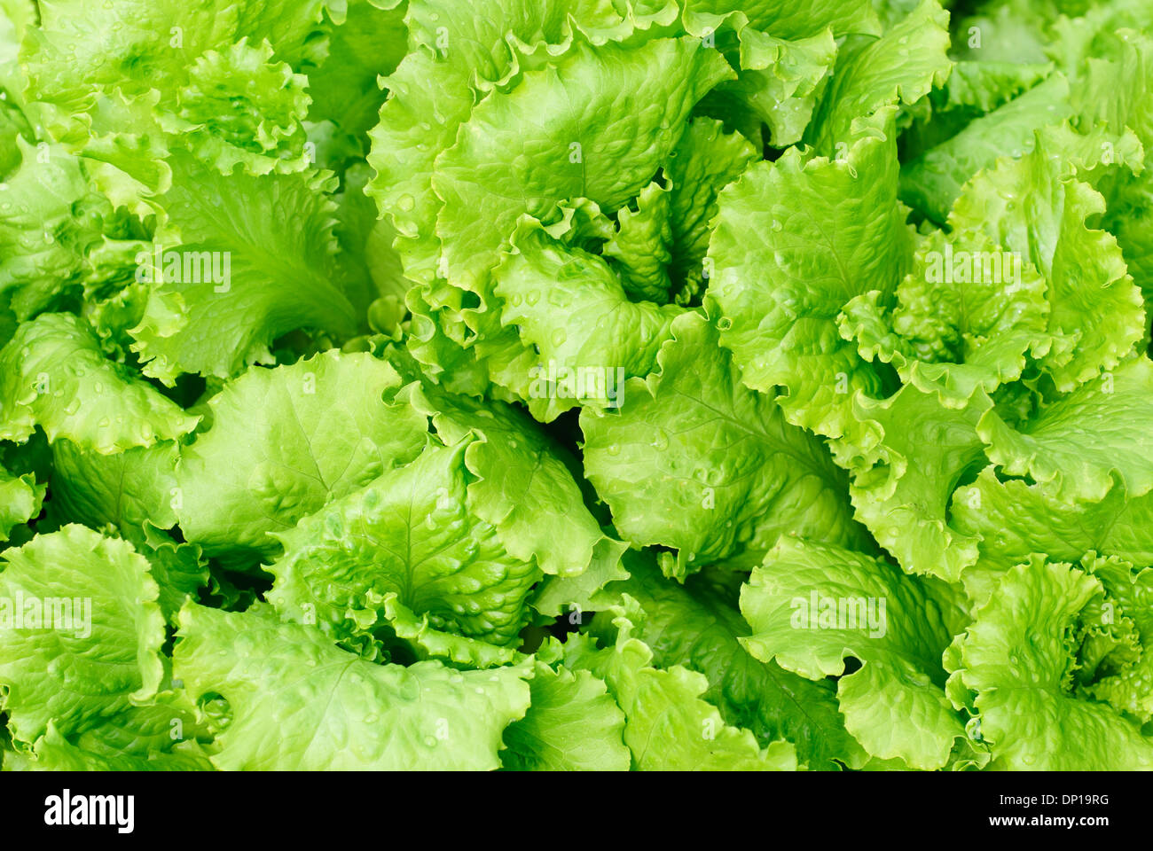 fresh salad lettuce background Stock Photo - Alamy