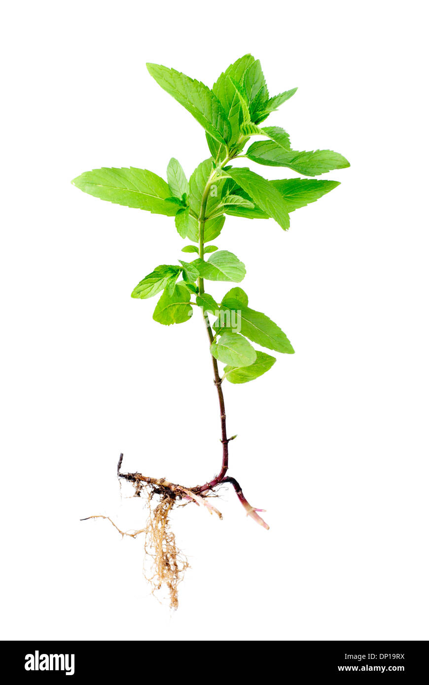 Fresh peppermint with root isolated on a white background Stock Photo ...