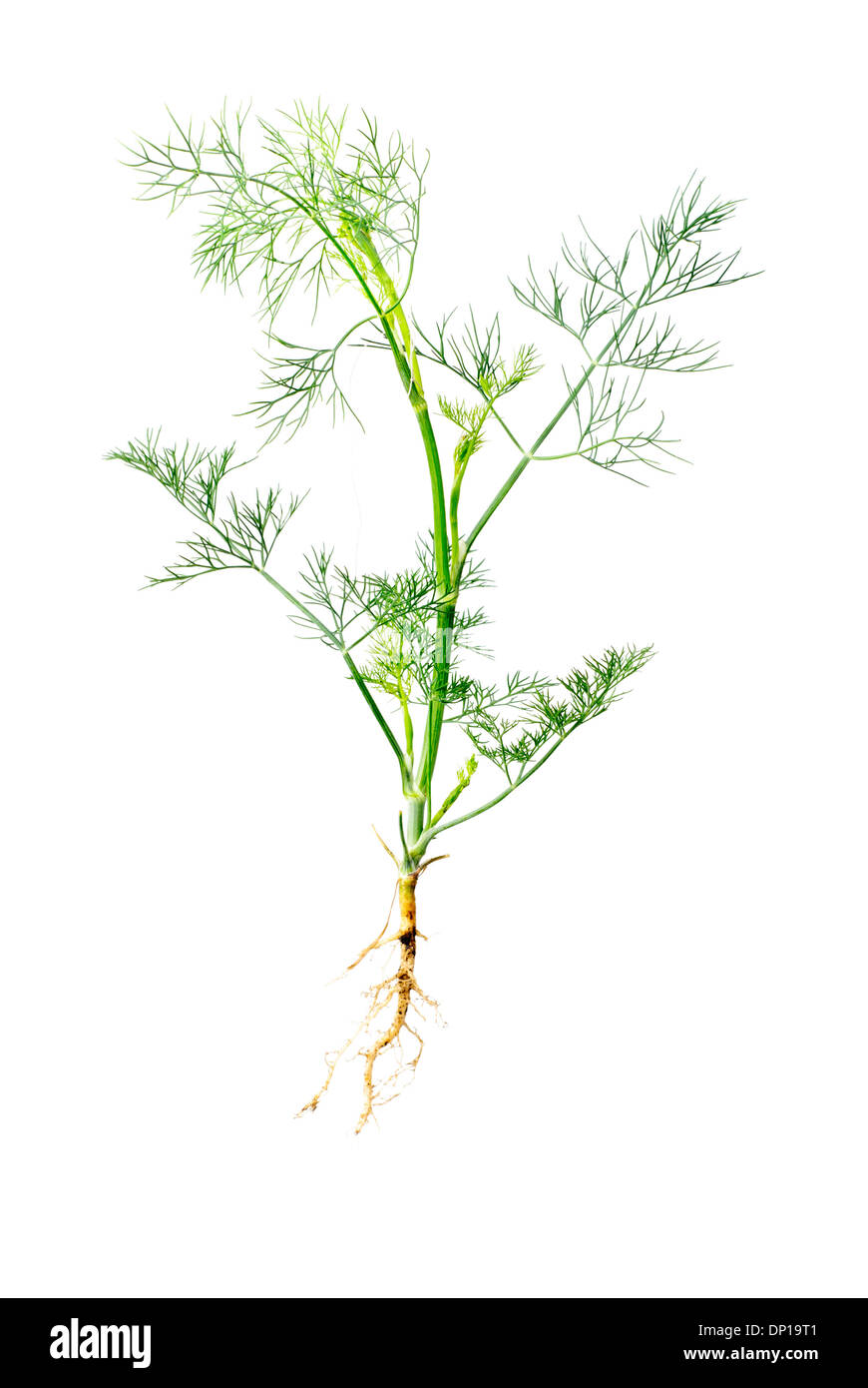 Green dill with root isolated on white background. Studio macro Stock ...