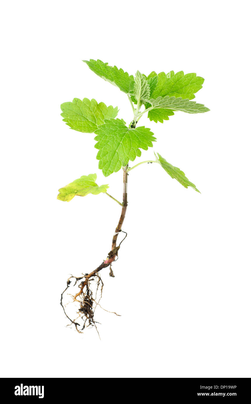 Fresh green melissa with root isolated on white Stock Photo - Alamy