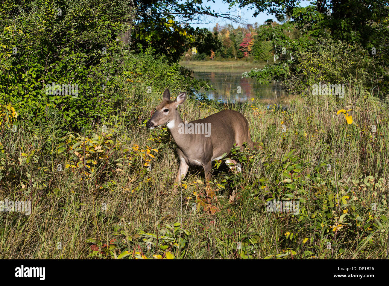 White-tailed doe in autumn Stock Photo - Alamy