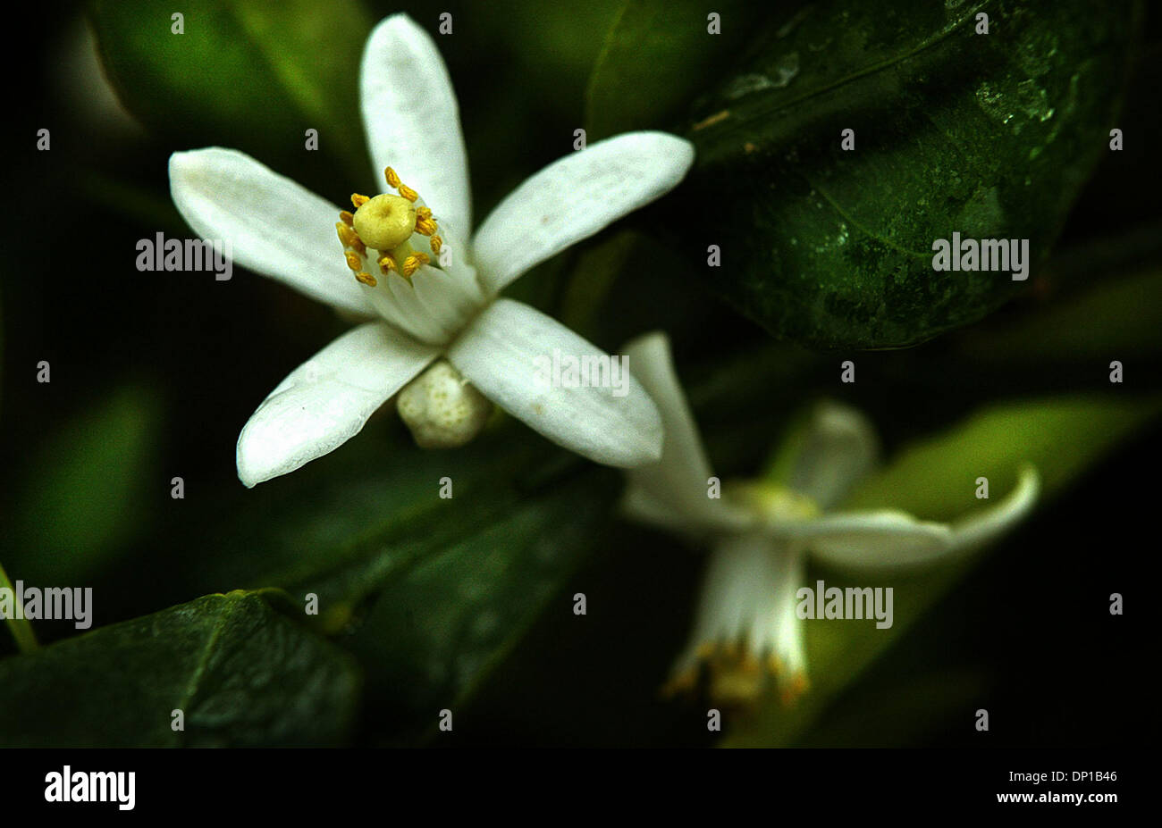 Apr 27, 2006; Ft. Pierce, FL, USA; A Temple orange blossom shows off on ...