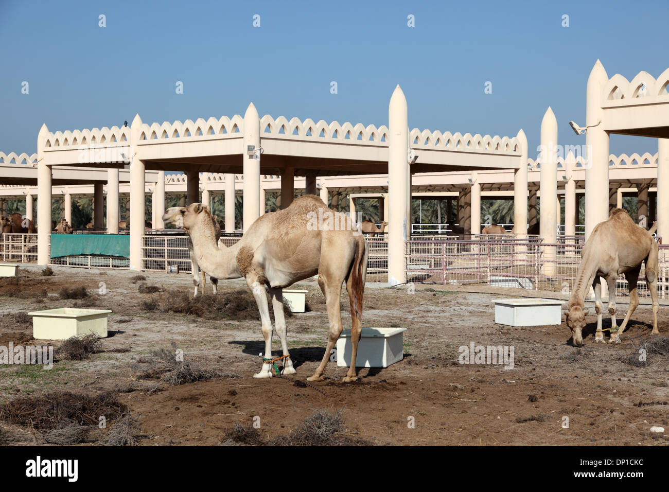 Janabiya camel farm hi-res stock photography and images - Alamy