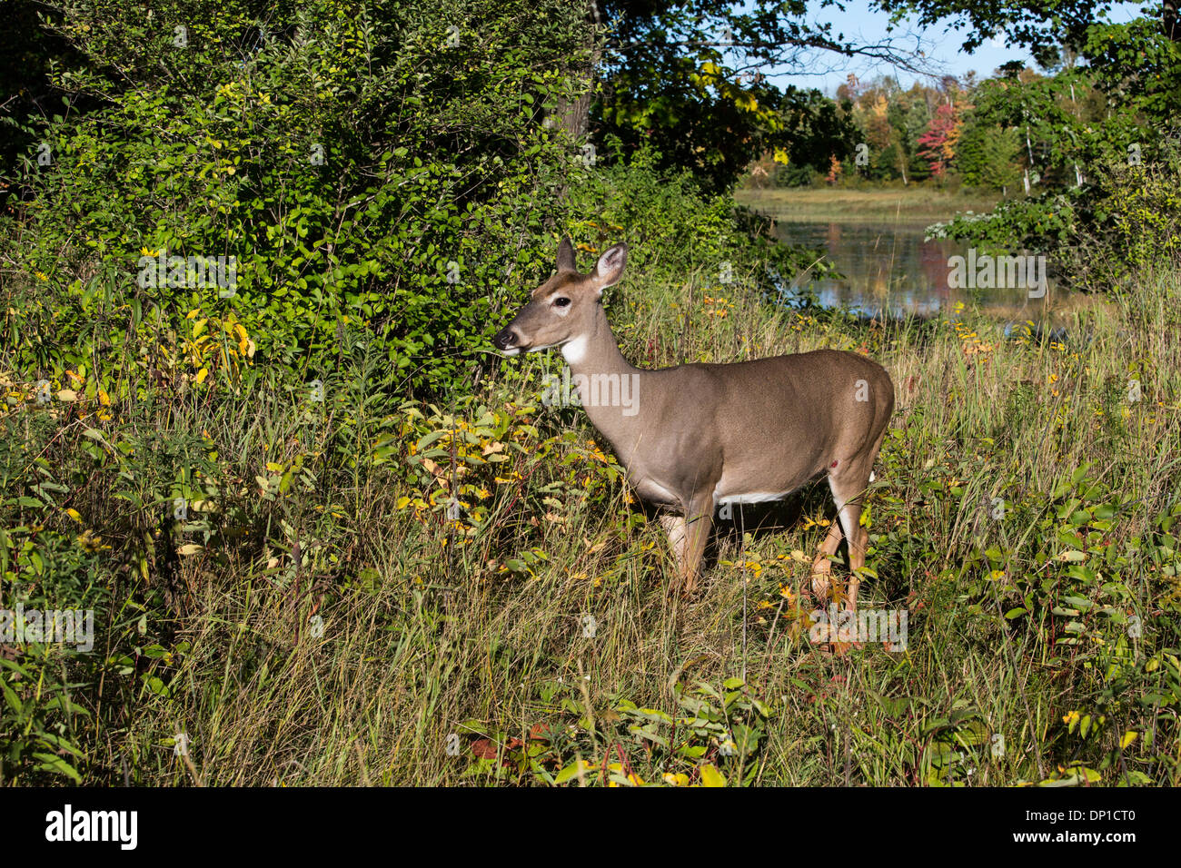 White-tailed doe in autumn Stock Photo - Alamy