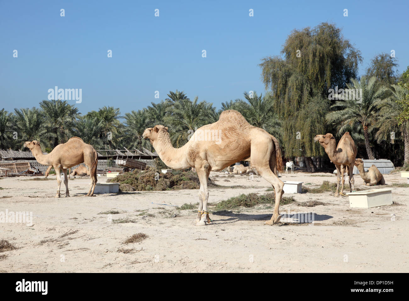 Camel farm in Bahrain, Middle East Stock Photo - Alamy