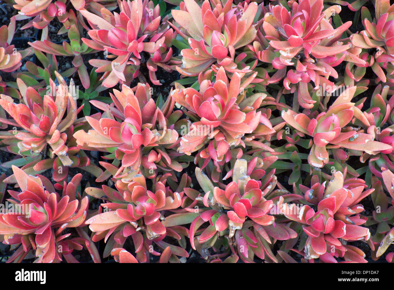 Succulent plant parrot's beak or pico de perico. Guadalajara, Jalisco ...