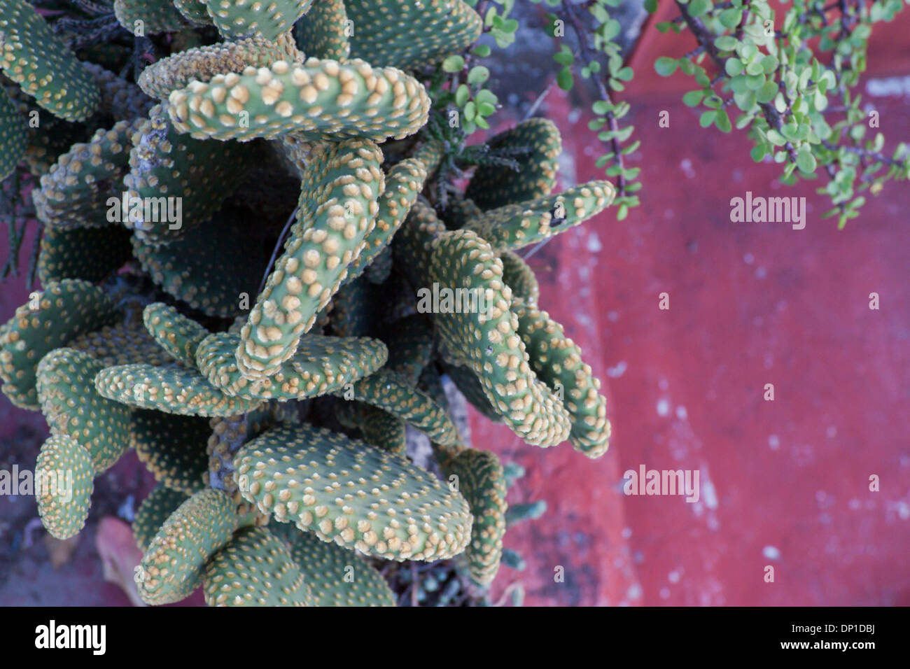 Singular view of cactus. Guadalajara, Jalisco. Mexico Stock Photo - Alamy