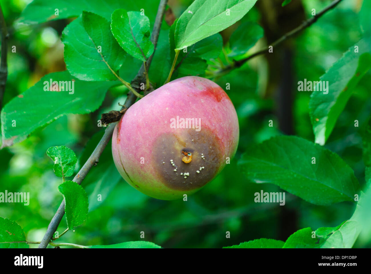 red rotten apple and green leaves on a branch Stock Photo - Alamy