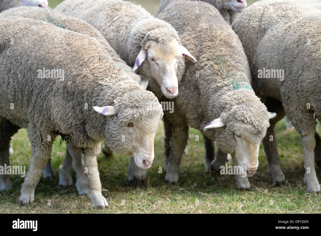 A close up shot of aAustralian sheep Stock Photo - Alamy