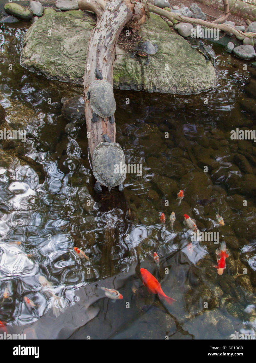 Pond life with goldfish and turtle. Guadalajara, Jalisco. Mexico Stock ...
