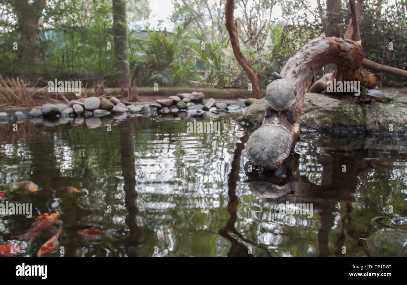 Pond life with goldfish and turtle. Guadalajara, Jalisco. Mexico Stock ...