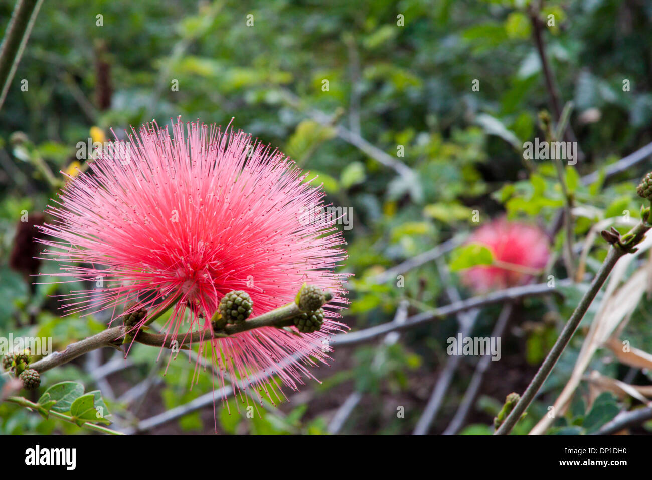 Calliandra Surinamensis Stock Photos & Calliandra Surinamensis Stock ...