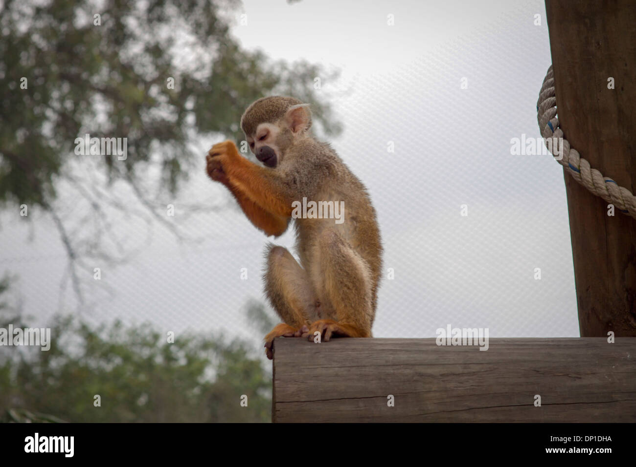 White Handed Monkey High Resolution Stock Photography and Images - Alamy