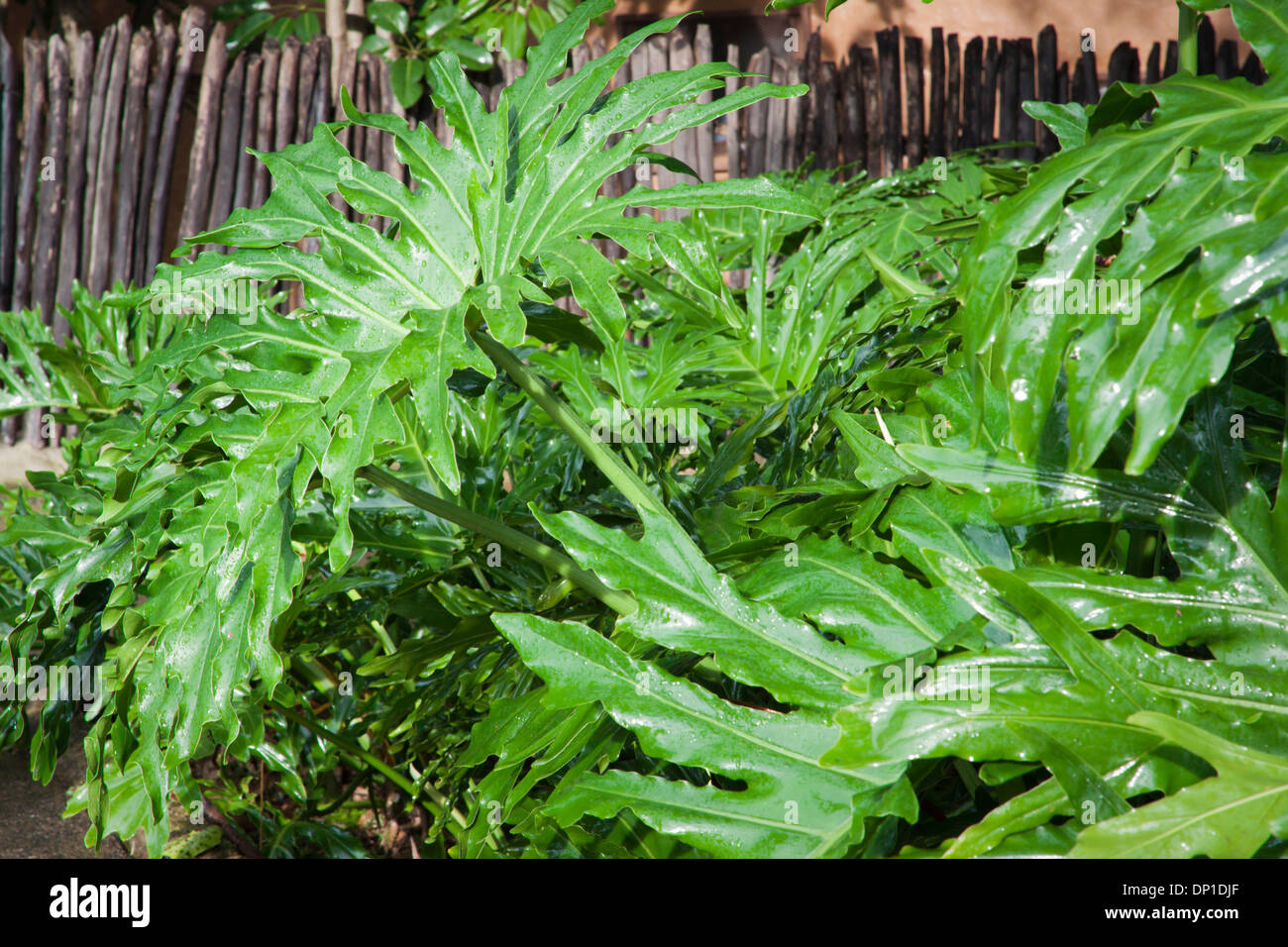 Leaves wet. Guadalajara, Jalisco. Mexico Stock Photo - Alamy