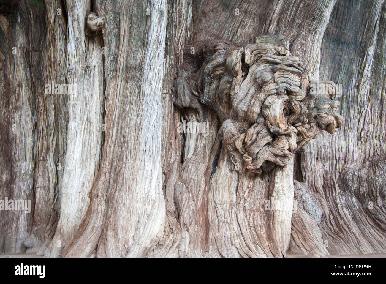 The Tule Tree High Resolution Stock Photography and Images - Alamy