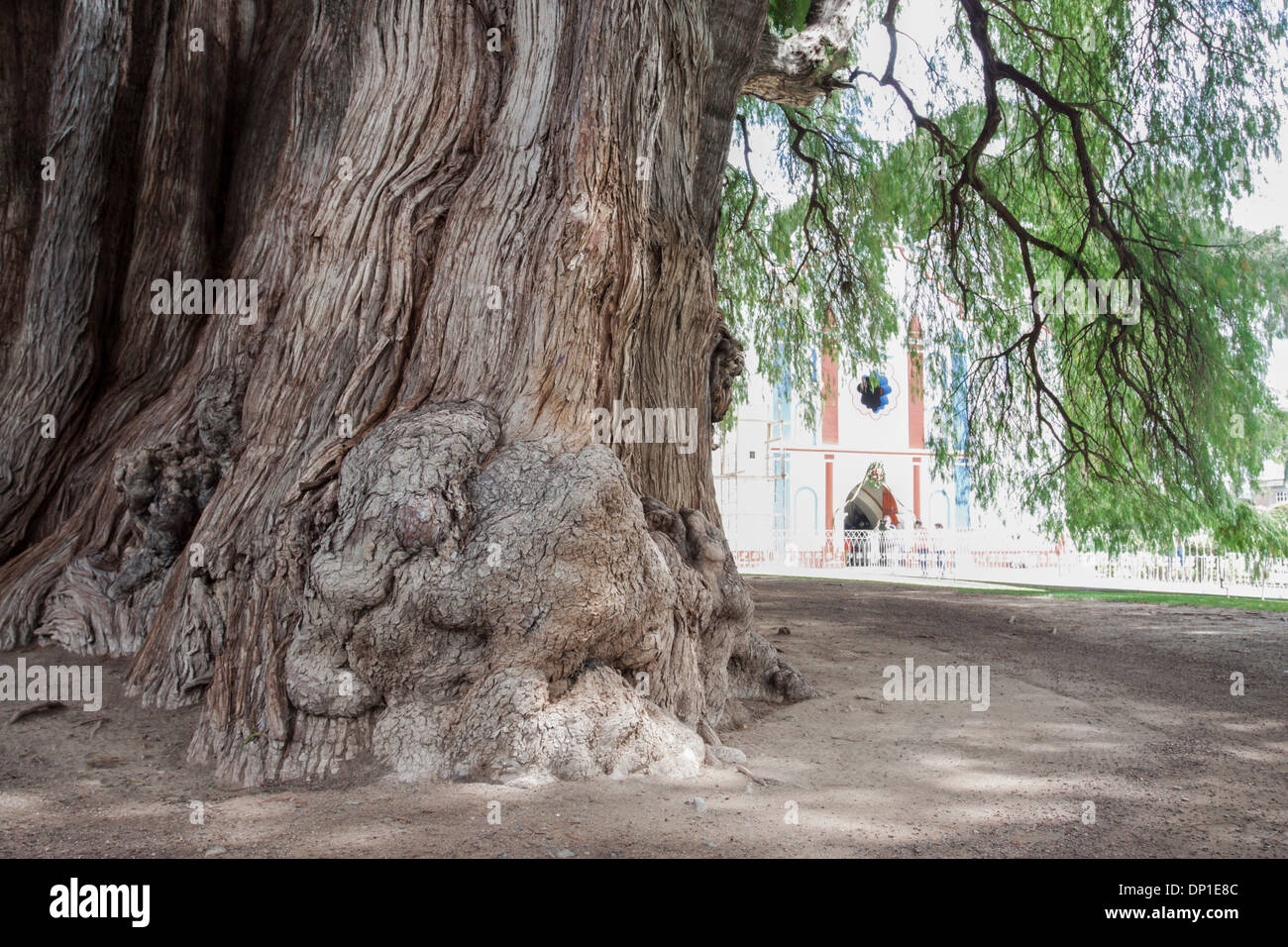 Biggest Tree High Resolution Stock Photography and Images - Alamy